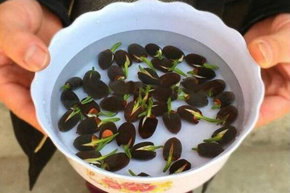How to Grow Lotus From Seed? | How to Farming